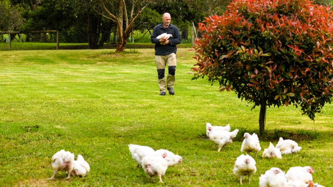 Premium Chicken Farming Australia - Inghams
