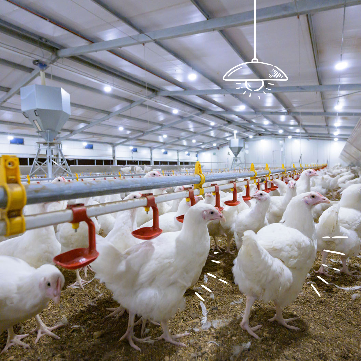 Ingham's Invests for Growth with New Breeder Farm in NSW