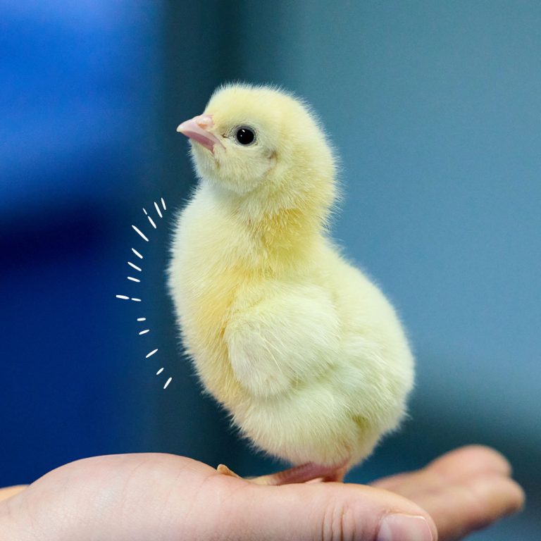 Ingham’s has grown its network capacity by 40% in Victoria - Ingham’s