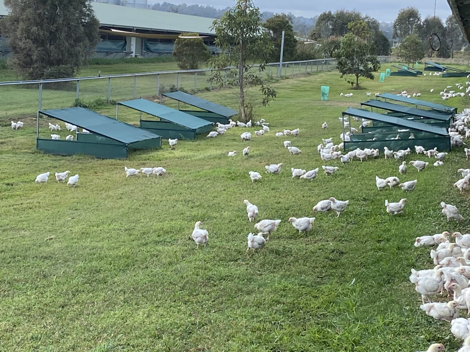 Researching best practice in animal welfare - Ingham’s